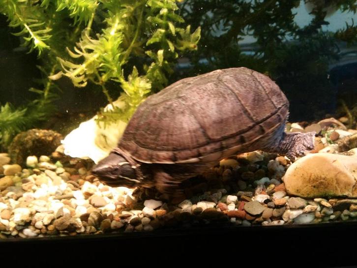 ≥ Muskusschildpad inclusief aqua-terrarium en toebehoren — Reptielen en ...