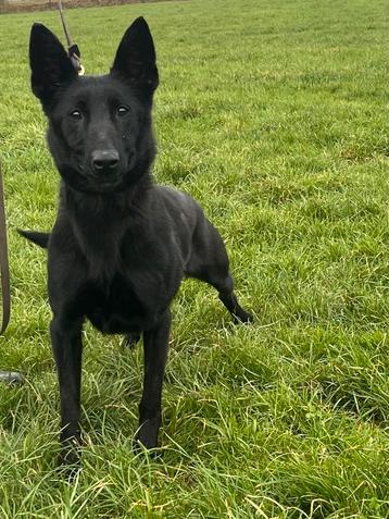 ≥ Hollandse herder teef — Honden | Herdershonden en Veedrijvers ...