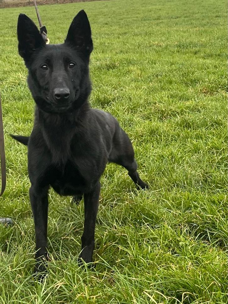 ≥ Hollandse herder teef — Honden | Herdershonden en Veedrijvers ...