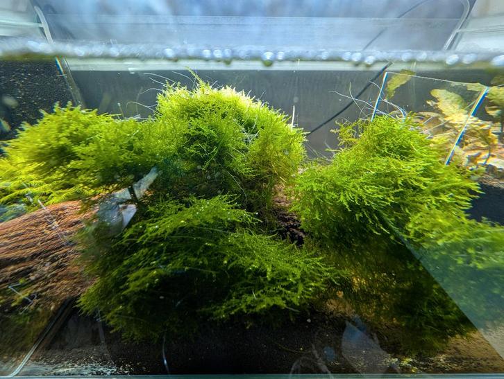 ≥ Koraalmos - vol bakje - — Vissen | Aquaria en Toebehoren — Marktplaats