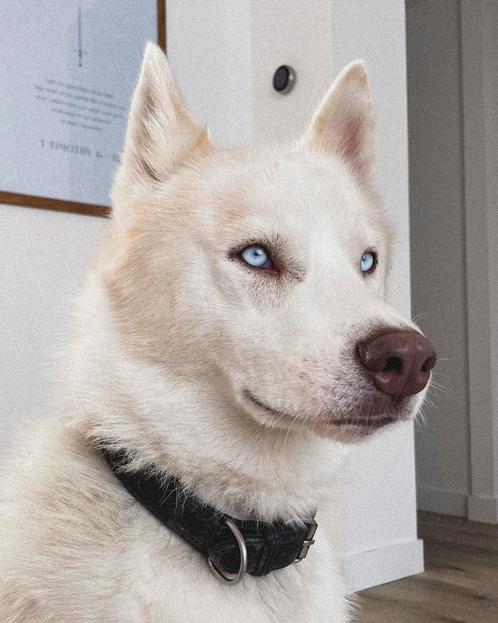 ≥ Op zoek naar een nieuw thuis voor husky Rudolph! — Honden ...