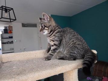≥ Schattige kittens — Katten en Kittens | Overige Katten — Marktplaats
