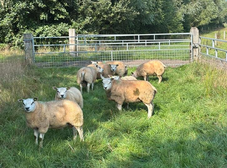 ≥ Te koop 7 stamboek texelaar ramlammeren met booroola gen — Schapen, Geiten en Varkens ...