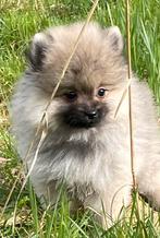 ≥ Honden | Poolhonden, Keeshonden en Oertypen - Marktplaats