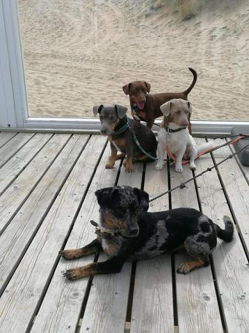 ≥ Jack Russell Blue merle, Choco / Lilac and tan dekreu — Honden ...