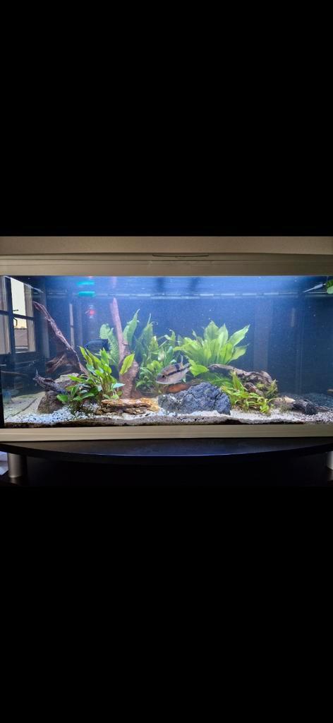 ≥ Aquarium ~250L — Vissen | Aquaria en Toebehoren — Marktplaats