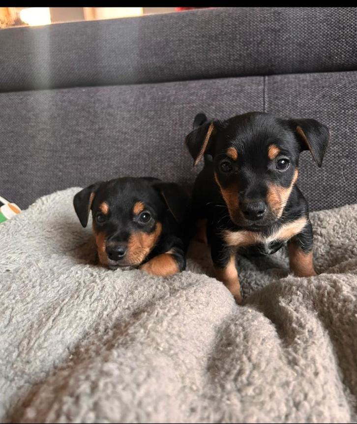 ≥ Nog 1 mooie jack russel reutje zoekt een warm huis — Honden | Jack ...