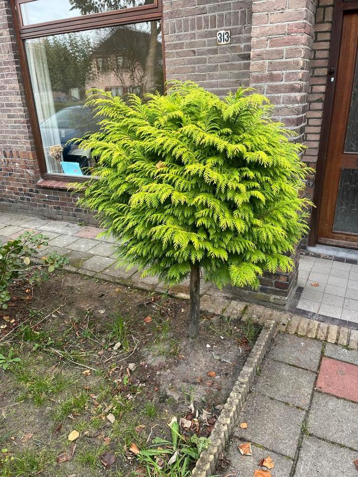≥ Leuk klein boompje voor de tuin! — Planten | Bomen — Marktplaats