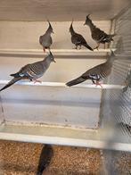 ≥ Duiven | - Marktplaats