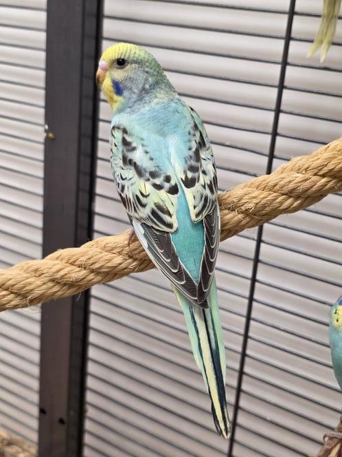 ≥ Grasparkiet Baby | Handtam | Jonkies | Div. kleuren — Vogels ... ≥ Grasparkiet Baby | Handtam | Jonkies | Div. kleuren — Vogels ...