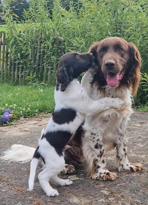 ≥ Ervaren Heidewachtel dekreu aangeboden — Honden | Dekreuen — Marktplaats