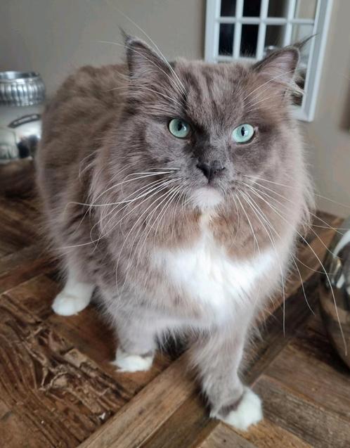 ≥ Prachtige Blue Sepia mitted ragdoll dekkater (niet te koop) — Katten ...
