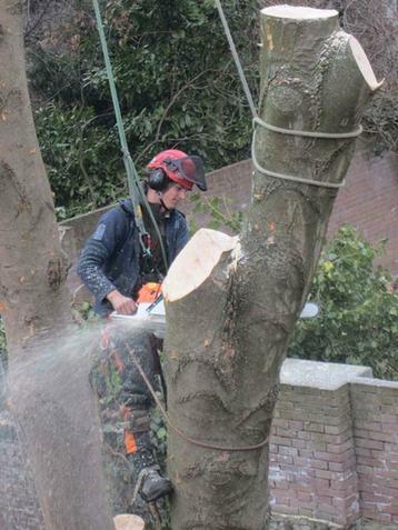 ≥ Wij klimmen veilig in uw boom,snoeien,rooien Eindhoven eo. — Gras en ...