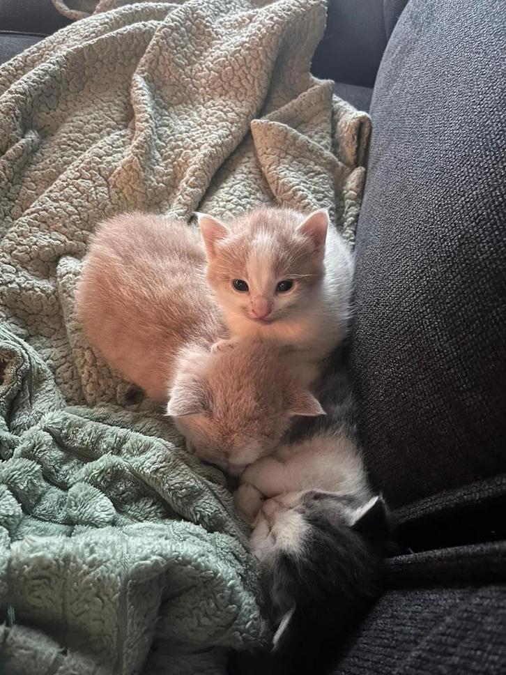 ≥ Kittens nestje — Katten en Kittens | Dekkaters — Marktplaats