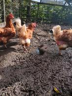 ≥ Vind legkippen in Pluimvee op Marktplaats