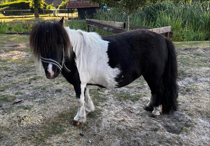 ≥ Claire zoekt een goed tehuis — Paarden — Marktplaats