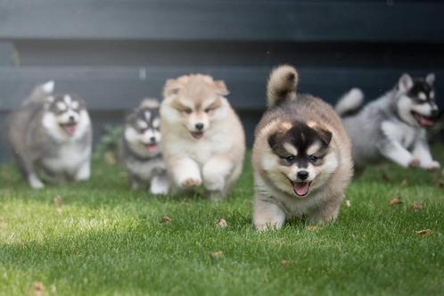 ≥ POMSKYNEDERLAND — Honden | Poolhonden, Keeshonden en Oertypen ...