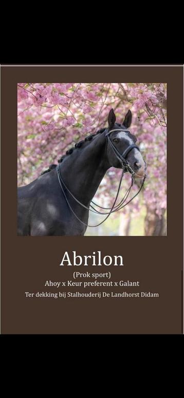 ≥ De laatste echt Gelderse hengst Abrilon — Paarden en Pony's ...