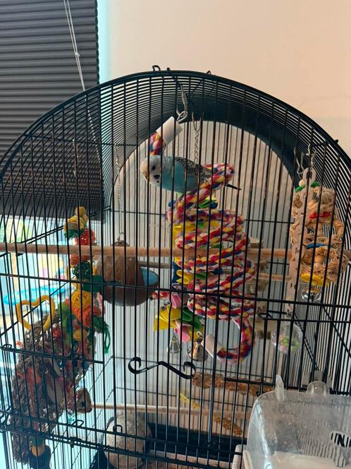 ≥ Te koop grasparkiet (blauw)met kooi en accessoires — Vogels ... ≥ Te koop grasparkiet (blauw)met kooi en accessoires — Vogels ...
