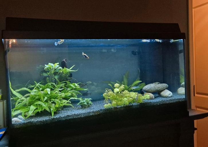 ≥ Aquarium 120 liter met planten en toebehoren te koop. — Vissen ...