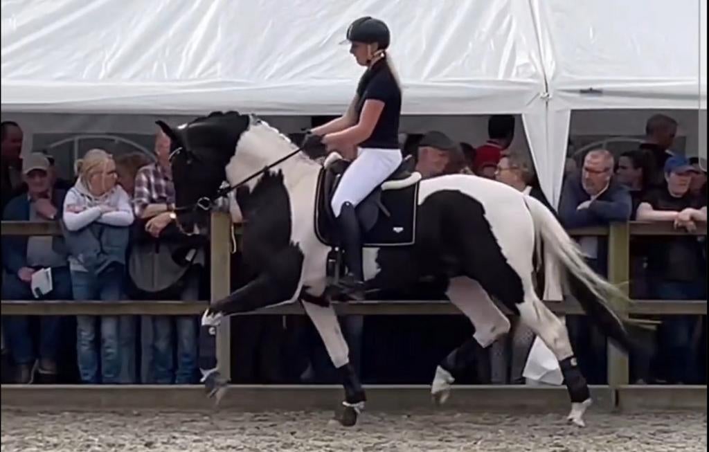 ≥ Ter dekking, Prachtige zwart bont kwpn warmbloed dekhengst — Paarden ...