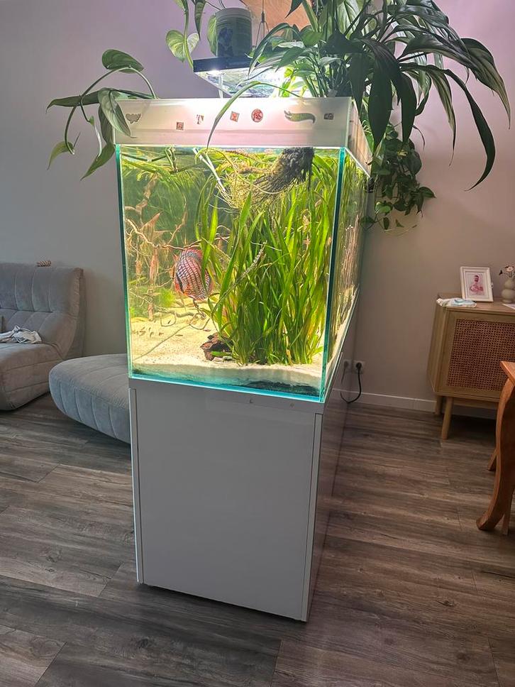 ≥ Complete aquariumset 200x65x75 met sumpfilter discus ,fulll — Vissen ...
