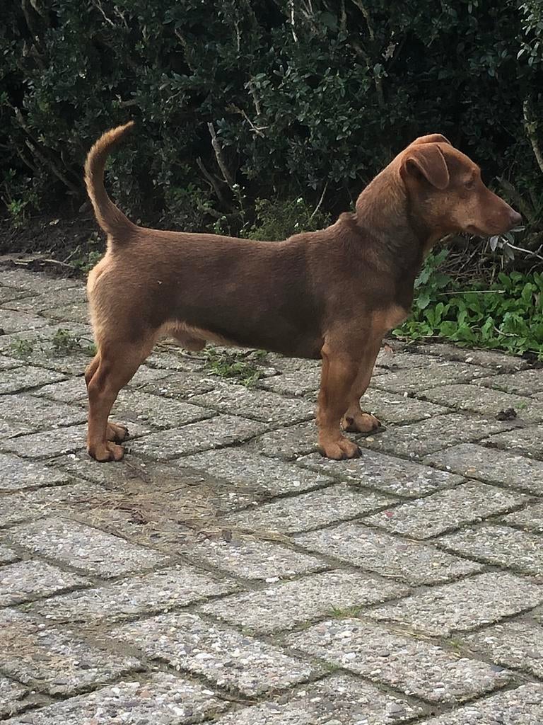 ≥ Mooi Jack russel(russell)dekreutje — Honden | Dekreuen — Marktplaats