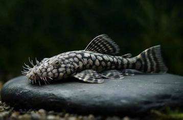 ≥ L519 Rio intenz / honingraatborstelneus — Vissen | Aquariumvissen ...