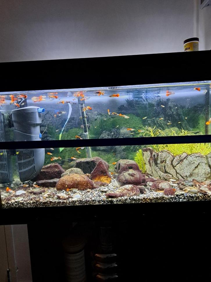 ≥ Aquarium met tientallen guppies — Vissen | Aquaria en Toebehoren ...