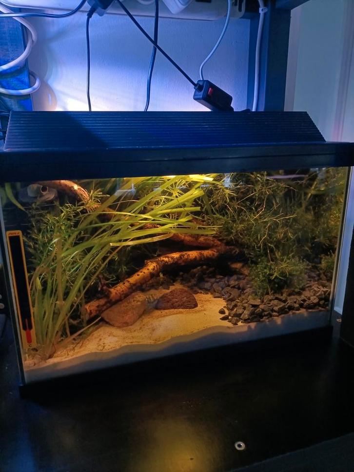 ≥ Mooi compleet aquarium 41 CM helemaal compleet — Vissen | Aquaria en ...