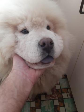 ≥ Chow Chow pups — Honden | Poolhonden, Keeshonden en Oertypen ...