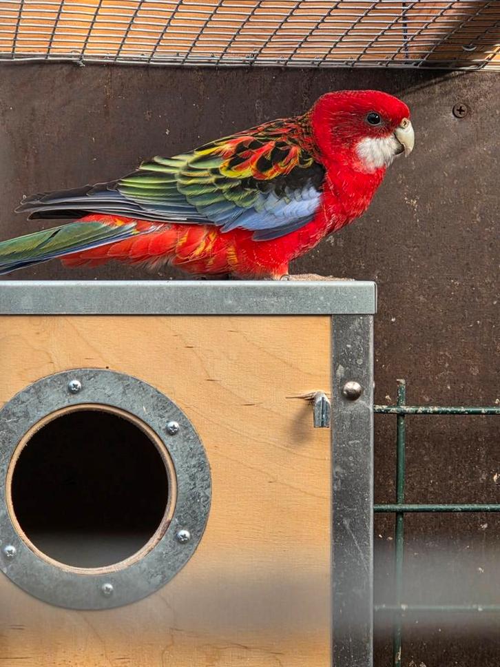 ≥ koppel rosellas 2025 — Vogels | Parkieten en Papegaaien — Marktplaats