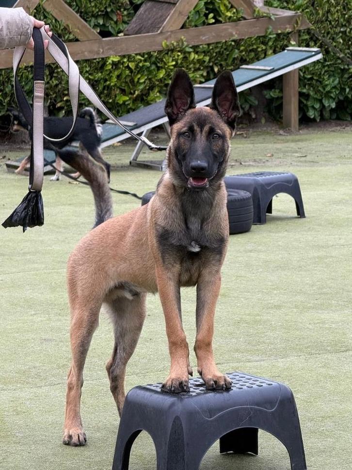 ≥ Mechelse herder reu 20 maanden — Honden | Herdershonden en ...