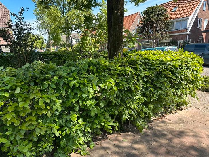 ≥ Haagbeuken groen 50 stuks — Planten | Struiken en Hagen — Marktplaats