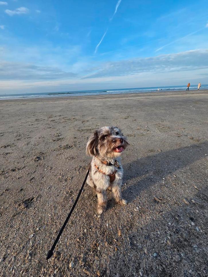 ≥ Boomer teefje 1 jaar (uit Nederland) — Honden | Chihuahua's en ...