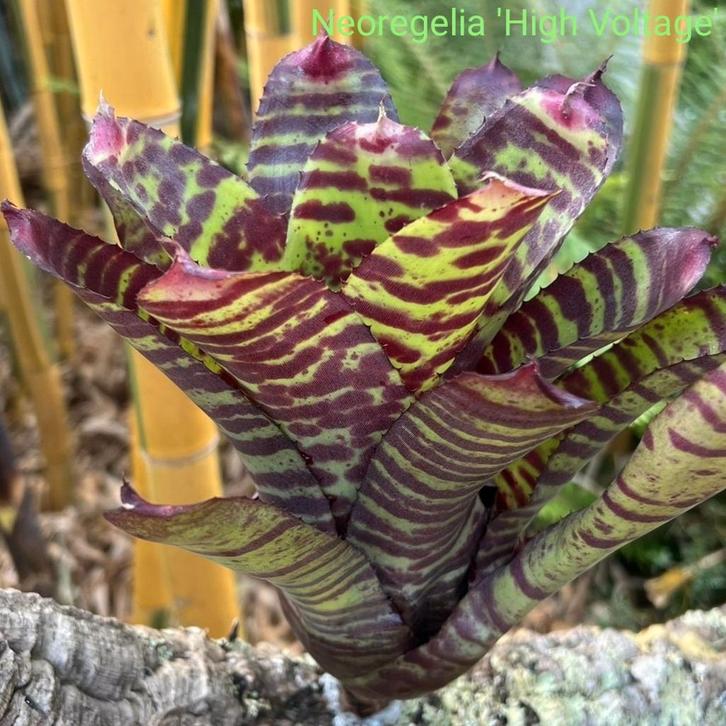 ≥ Bromelia's uit import Colombia en Thailand — Reptielen en Amfibieën ...