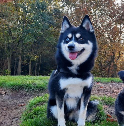 What Is An F1 Pomsky