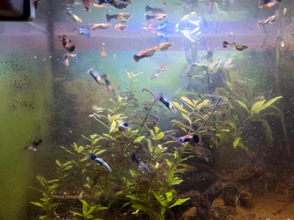≥ Aquariumvissen te koop - Marktplaats | Pagina 2