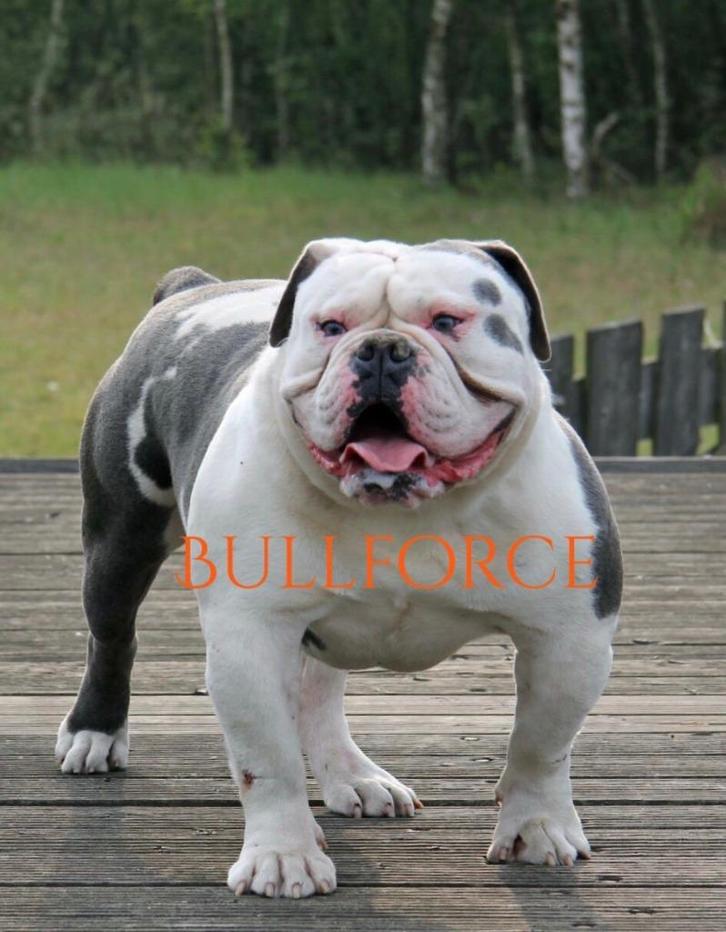 ≥ Bullforce Kennels - Advertenties op Marktplaats.nl